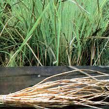 Imperata cylindrica (L.) P. Beauv | Hang Xanh